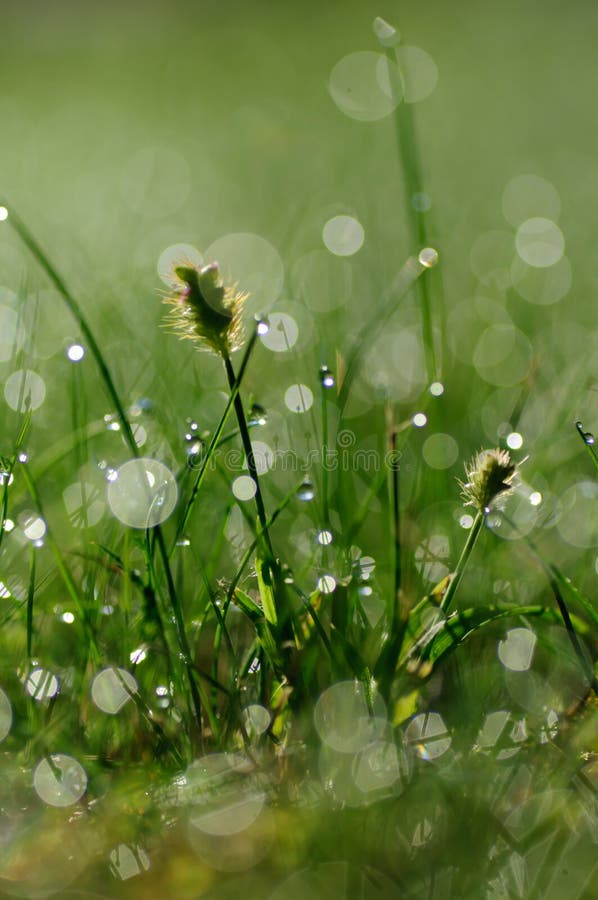 Fresh morning dew in grass stock image. Image of landscaping - 26329929