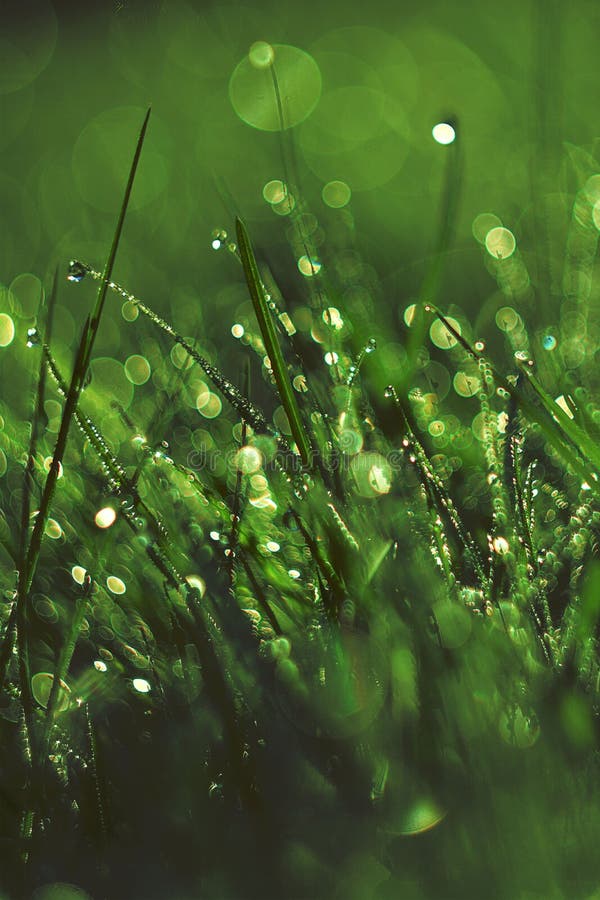 Fresh morning dew in grass stock image. Image of dewdrops - 76723497