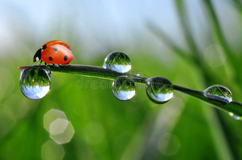 Fresh Morning Dew and Ladybug Stock Photo - Image of beauty, closeup ...