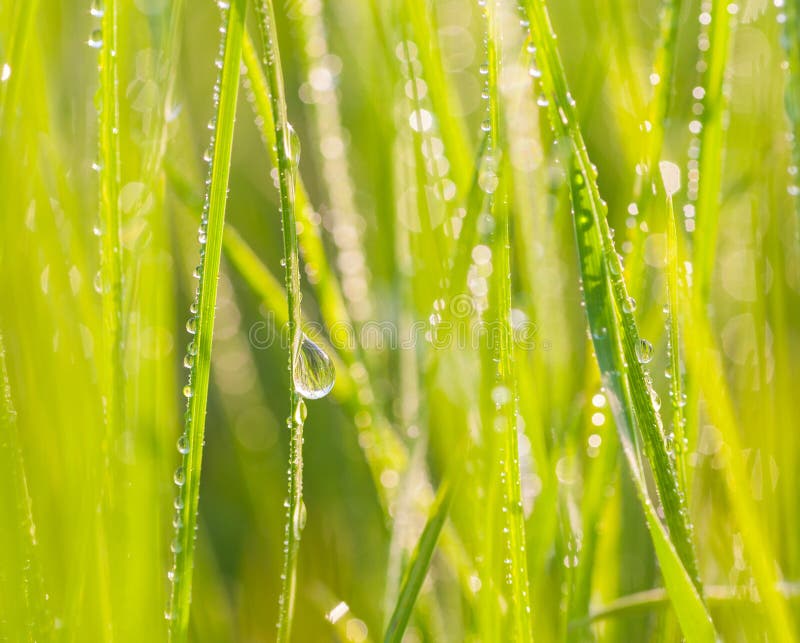 Fresh Morning Dew on Spring Grass. Stock Photo - Image of blur, plant ...