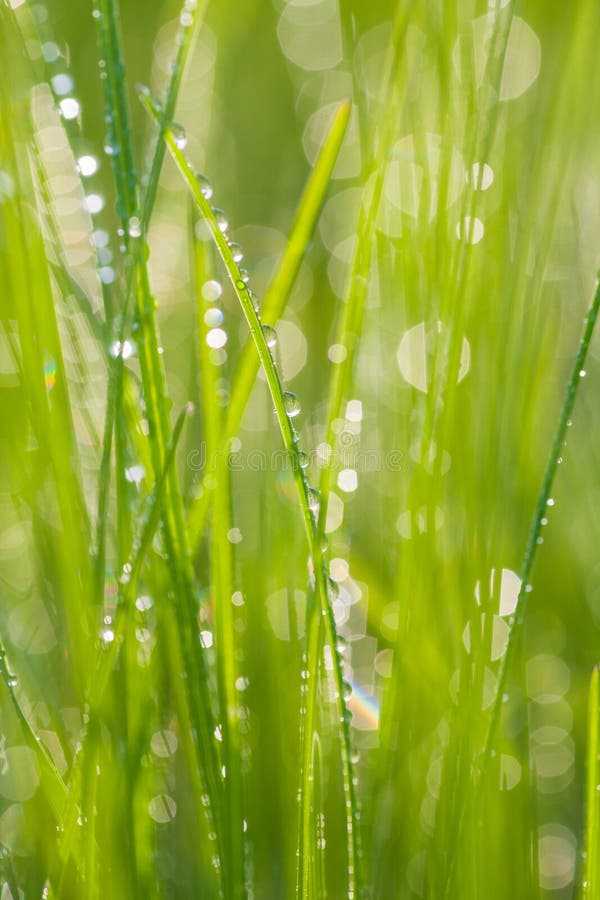 Fresh Morning Dew on Spring Grass. Stock Image - Image of grassland ...