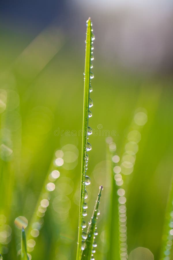 Fresh Morning Dew on Spring Grass. Stock Image - Image of organic ...