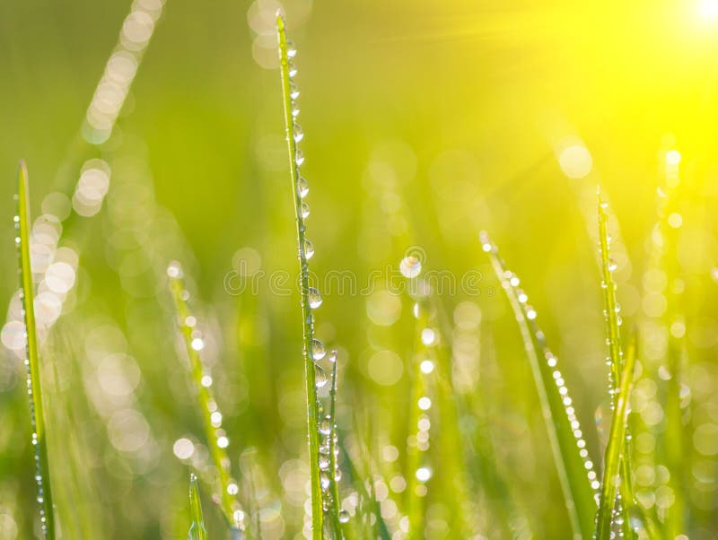 Fresh Morning Dew on Spring Grass. Stock Photo - Image of pollution ...