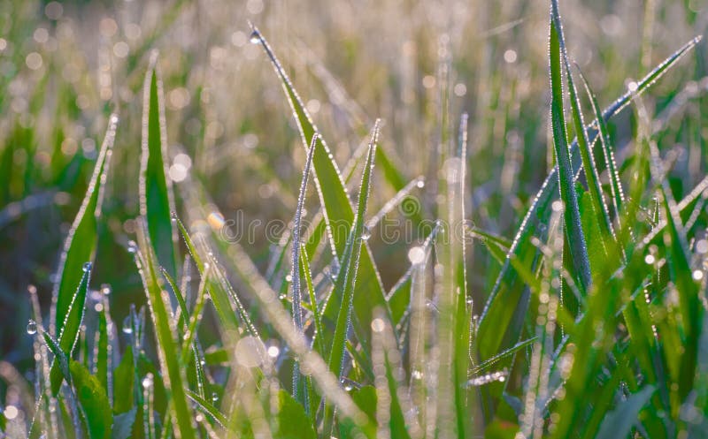 Fresh Morning Dew on Spring Grass. Stock Photo - Image of nature ...