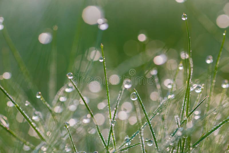 Fresh Morning Dew on Spring Grass Stock Image - Image of outdoor ...