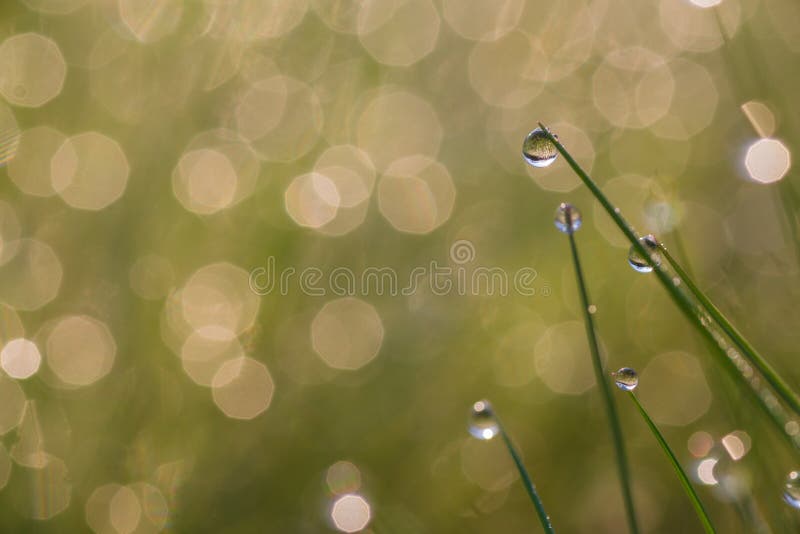 Fresh Morning Dew on Spring Grass Stock Photo - Image of grassy ...