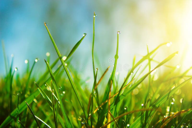 Fresh Morning Dew on Spring Green Grass in Sunlight Stock Photo - Image ...