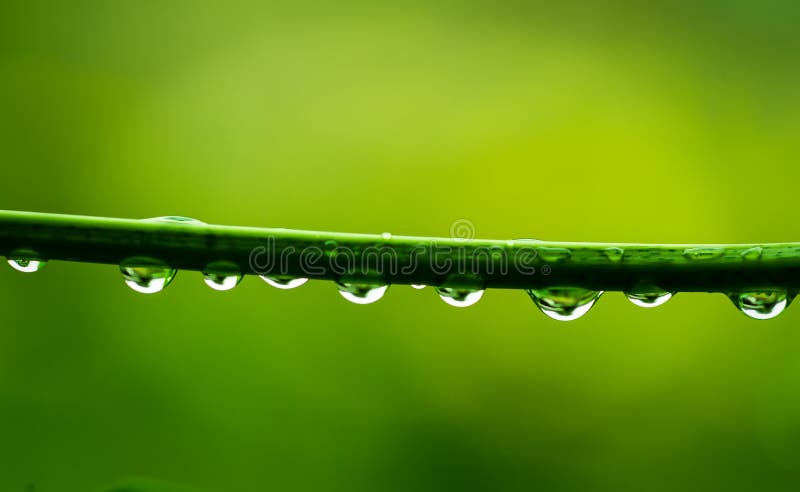 Fresh Morning Dew on a Tree Branch Stock Image - Image of healthy ...