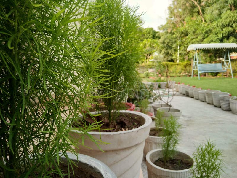 Fresh Morning Garden Plants Outdoor Stock Image - Image of plants ...