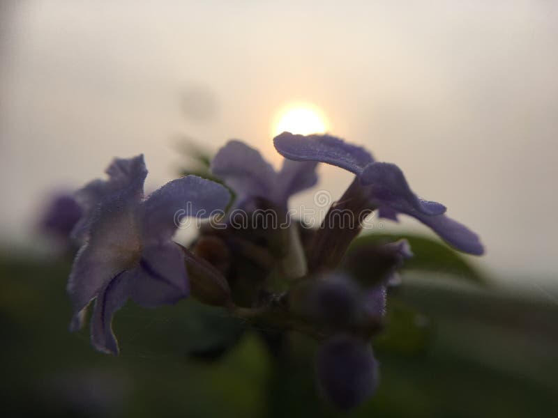 Fresh Morning View of Flower Sunrise Stock Photo - Image of sunrise ...