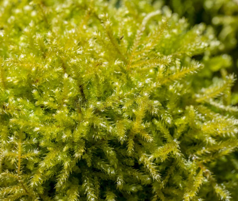 Fresh moss closeup stock image. Image of soft, closeup - 182680221