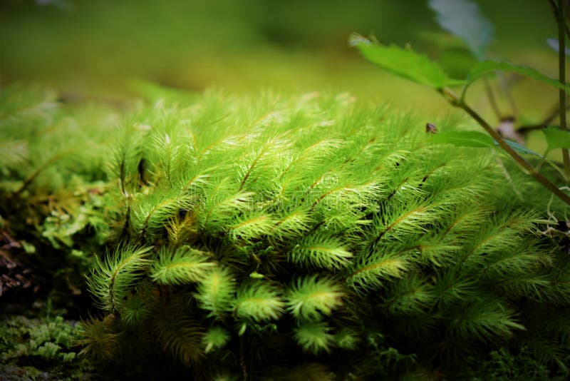 Fresh moss stock photo. Image of island, green, yakushima - 100439922