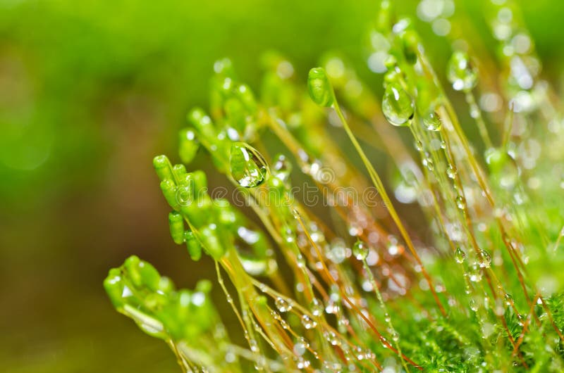 Fresh Moss and Water Drops in Green Nature Stock Image - Image of clean ...