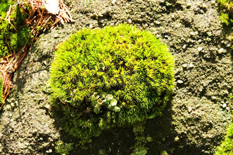 Fresh moss stock image. Image of color, moss, foliage - 43315277