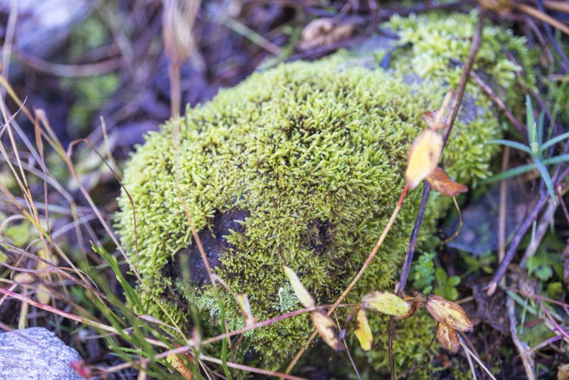 Fresh moss on the ground stock photo. Image of ecosystem - 47657400
