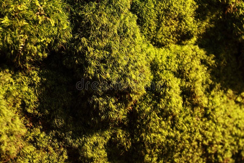 Fresh moss macro stock photo. Image of moss, close, lush - 34451212