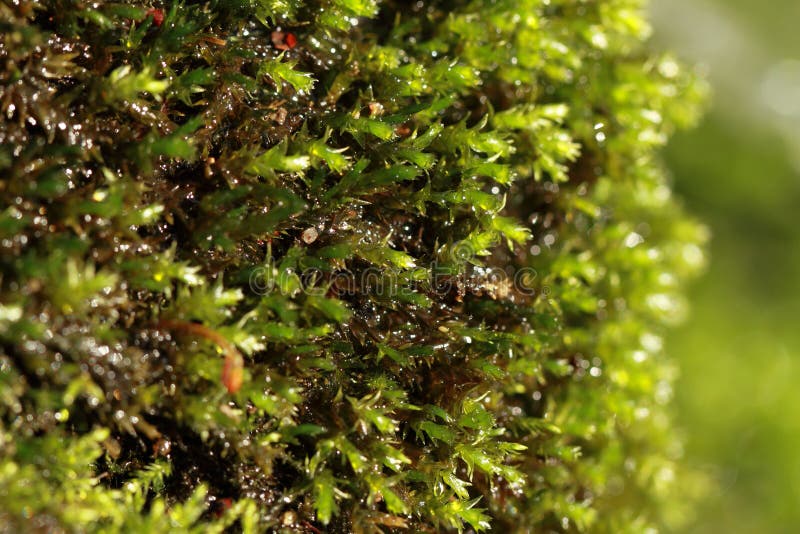 Fresh moss macro stock photo. Image of tranquil, green - 34472976