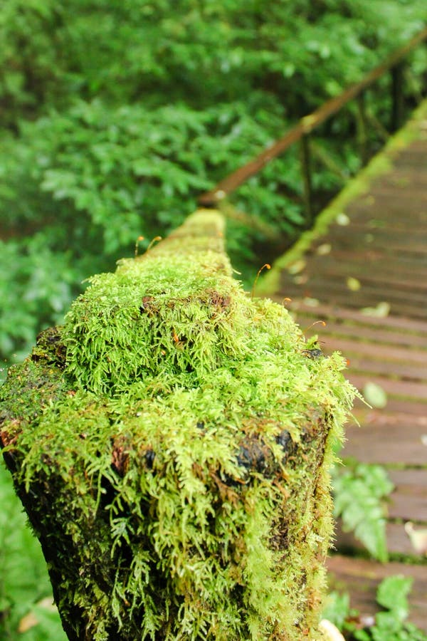 Fresh Moss stock photo. Image of landscape, tree, wood - 43366412