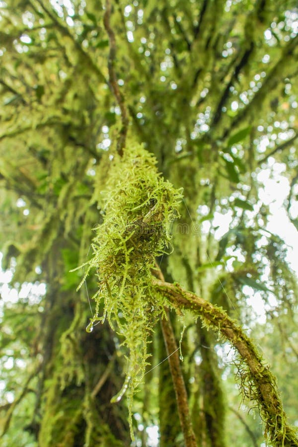 Fresh Moss stock photo. Image of green, nature, environment - 43366414