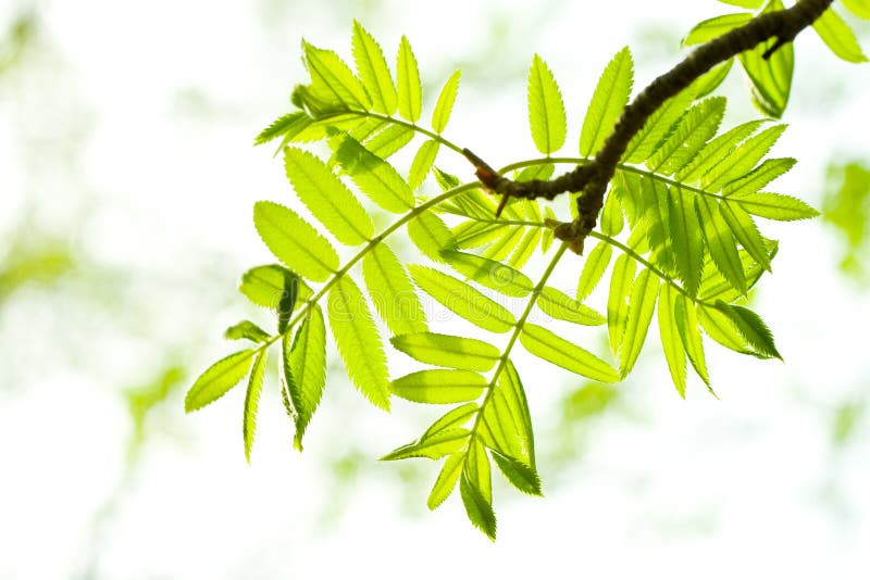 Fresh Mountain Ash Leaves in Forest Stock Photo - Image of green ...
