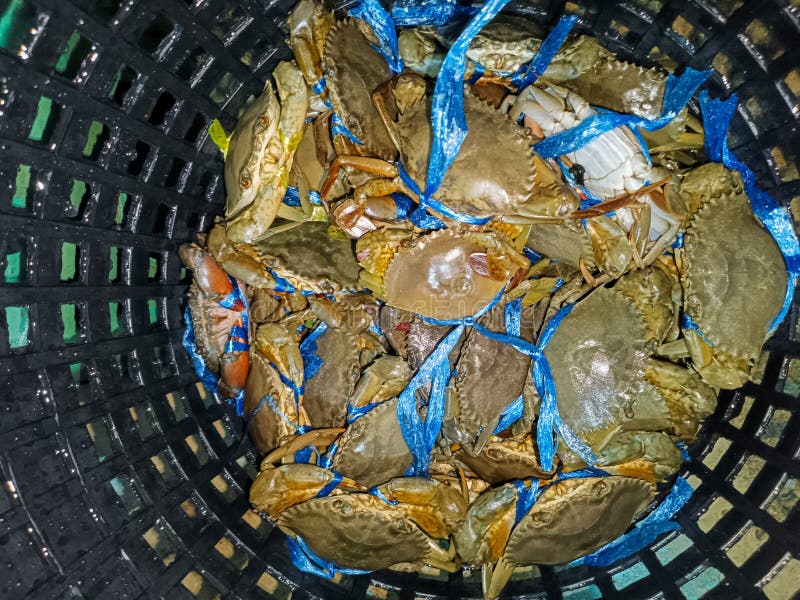Fresh Mud Crabs in Plastic Basket â€“ Seafood Catch Stock Photo - Image ...