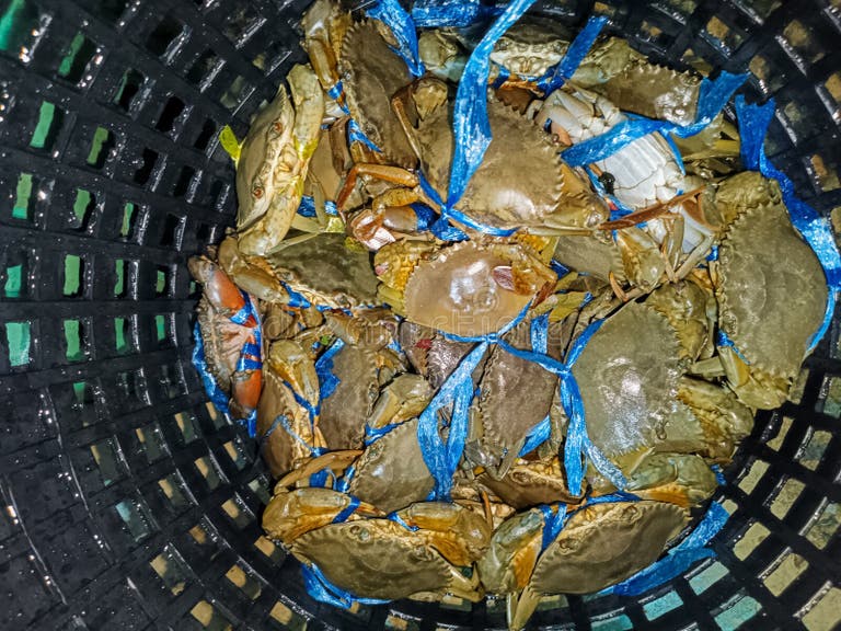 Fresh Mud Crabs in Plastic Basket â€“ Seafood Catch Stock Photo - Image ...