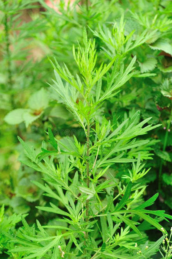 Fresh mugwort plants stock image. Image of cultivation - 29637641