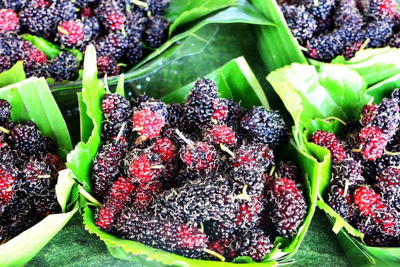 Fresh mulberries stock photo. Image of green, agriculture - 31476616