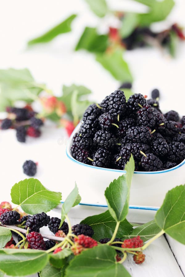 Fresh mulberries stock image. Image of food, heap, purple - 31523741