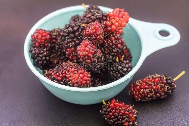 Fresh Mulberries stock photo. Image of fresh, green, mulberry - 63645484