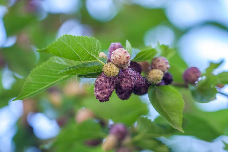 Fresh Mulberry Fruit on White Background Stock Photo - Image of purple ...