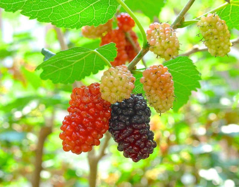 Fresh mulberry closeup stock photo. Image of medicine - 71562240