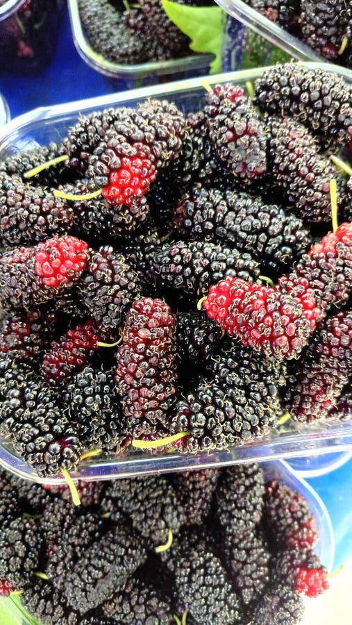 Fresh Mulberry in Plant Nepali Kimbu Stock Photo - Image of bhojpur ...