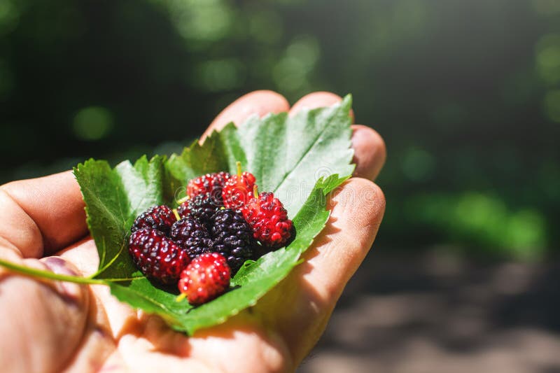 Fresh Mulberry Fruits on Hand and Leaf of Mulberry Tree Stock Image ...
