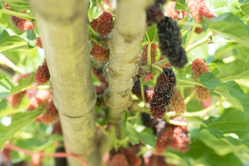 Fresh Mulberry on Tree, Fruit Stock Photo - Image of fruit, ripe: 256769678