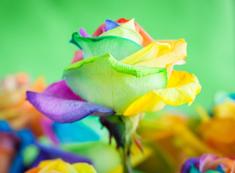 Fresh Multi-colored Roses on Green Backdrop Stock Photo - Image of ...