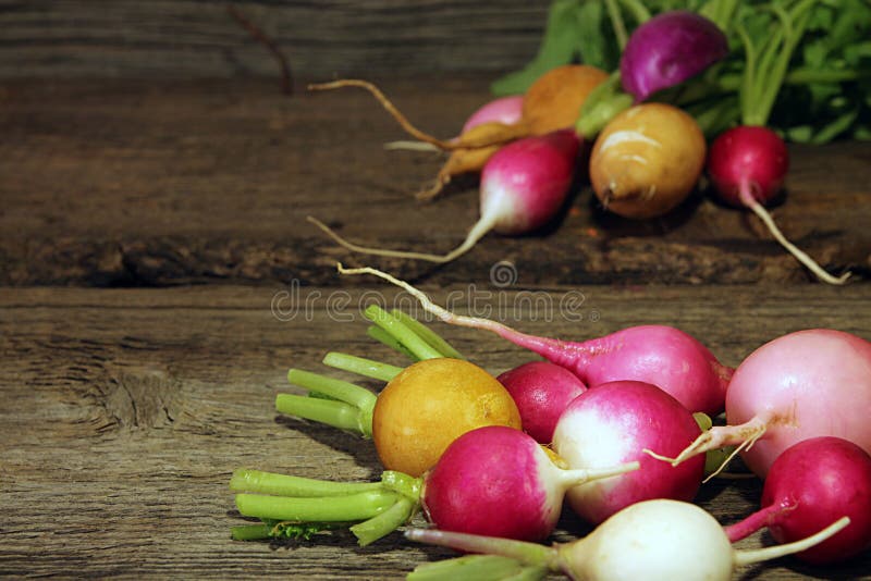 Fresh Multi-coloured Radish Stock Photo - Image of coloured, freshness ...