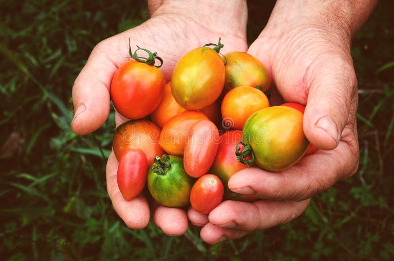 Fresh Multicolored Tomatoes in the Hands Stock Photo - Image of ...