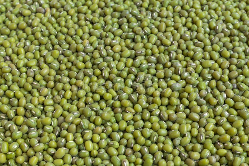 Fresh mung bean grams stock image. Image of mung, restaurant - 42969607