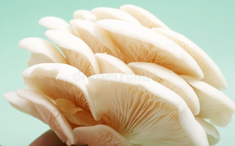 Fresh Mushroom Picture. Image: 13725405