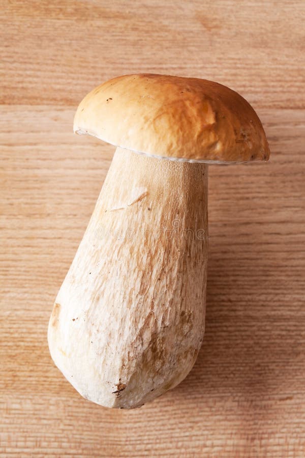 Fresh mushroom stock image. Image of mushroom, detail - 15549247