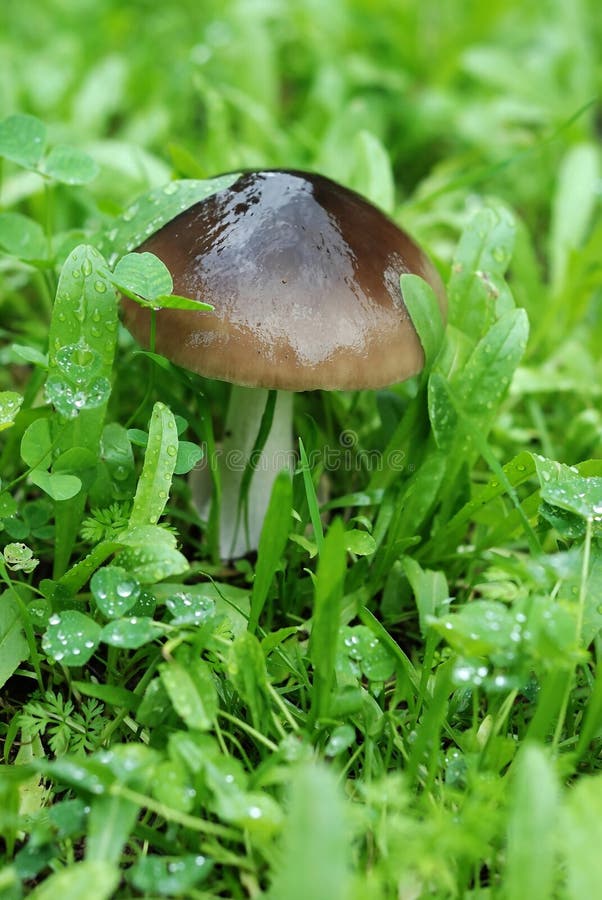 Fresh mushroom stock image. Image of autumn, field, grass - 28302041