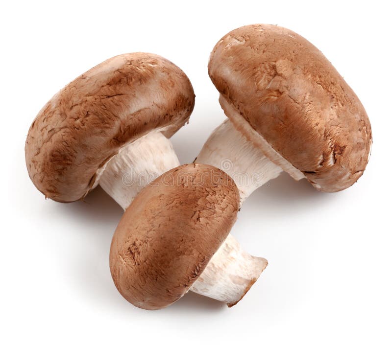 Fresh mushroom champignon stock photo. Image of vegetarian - 22820528
