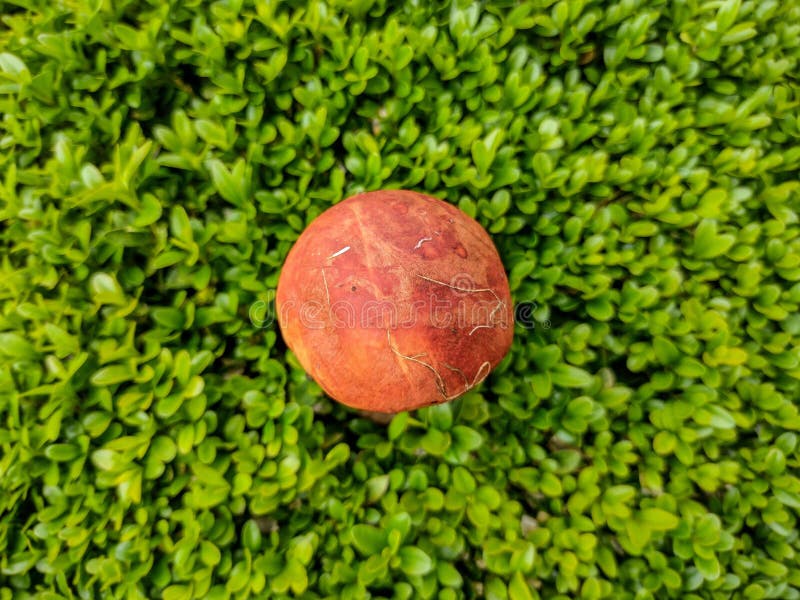 Fresh Mushroom on a Green Background. Macro Mushroom Stock Photo ...