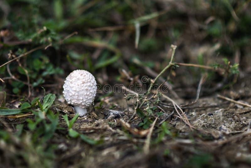 Fresh mushroom stock photo. Image of gourmet, natural - 79238884
