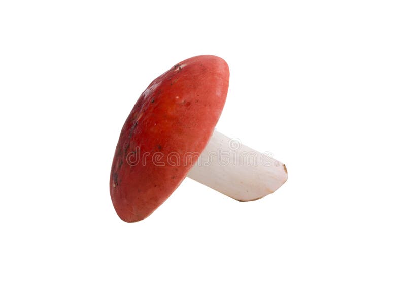 Fresh mushroom isolated stock image. Image of tasty - 125100877