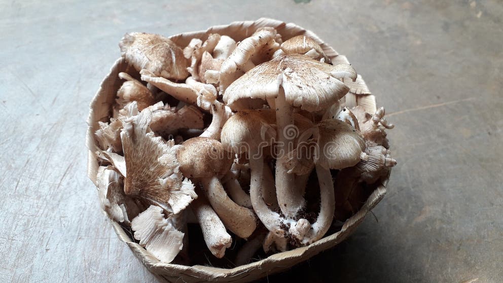Fresh Mushroom or Jamur on Besek Stock Image - Image of fresh, baking ...