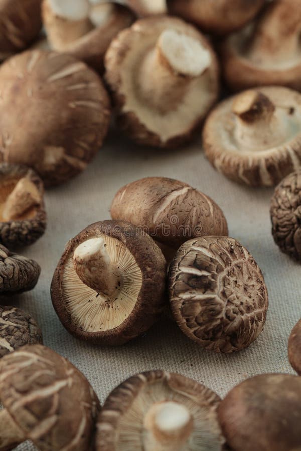 Fresh mushroom stock image. Image of mushroom, ingrediant - 96627053