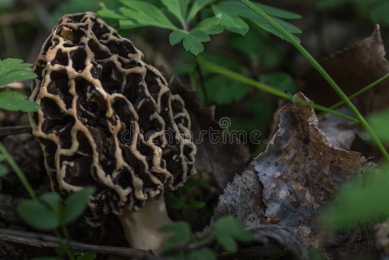 Fresh Mushroom Morel and Green Plants Stock Photo - Image of ...
