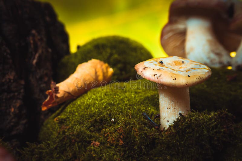 Fresh Mushroom Russula White Stalk Grows on Moss Stock Photo - Image of ...